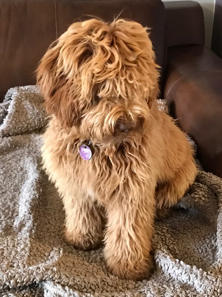 About us – All Heart Labradoodles